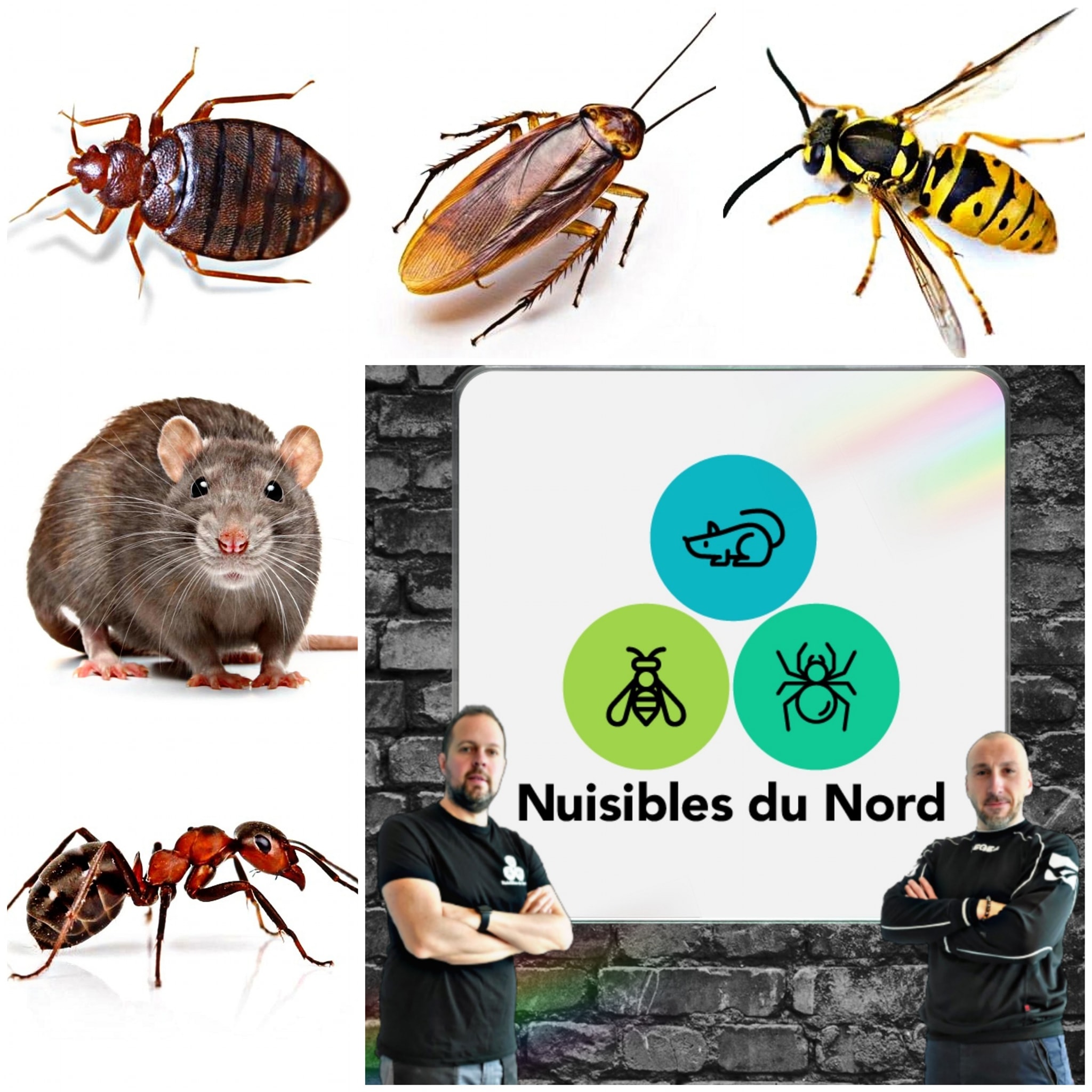 Pourquoi faire appel à des professionnels quand on parle de nuisibles ...